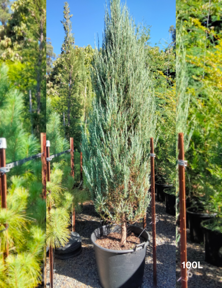 Juniperus scopulorum 'Skyrocket' 40cm - Evergreen Trees Direct