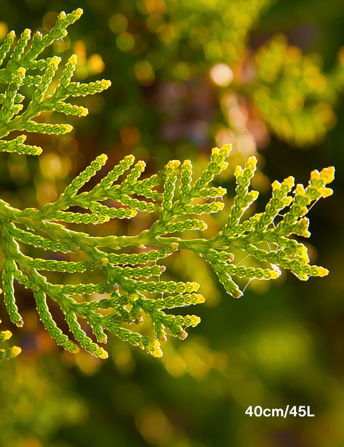 Juniperus scopulorum 'Skyrocket' 40cm - Evergreen Trees Direct