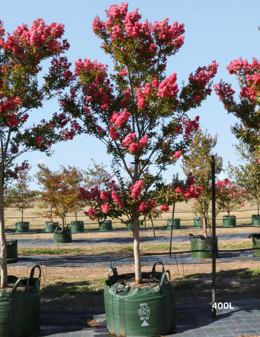 Lagerstroemia indica 'Tuscarora' - Dark Pink Crepe Myrtle - Evergreen ...