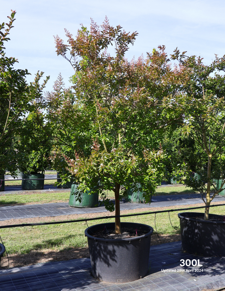Fast Growing Trees - Evergreen Trees Direct