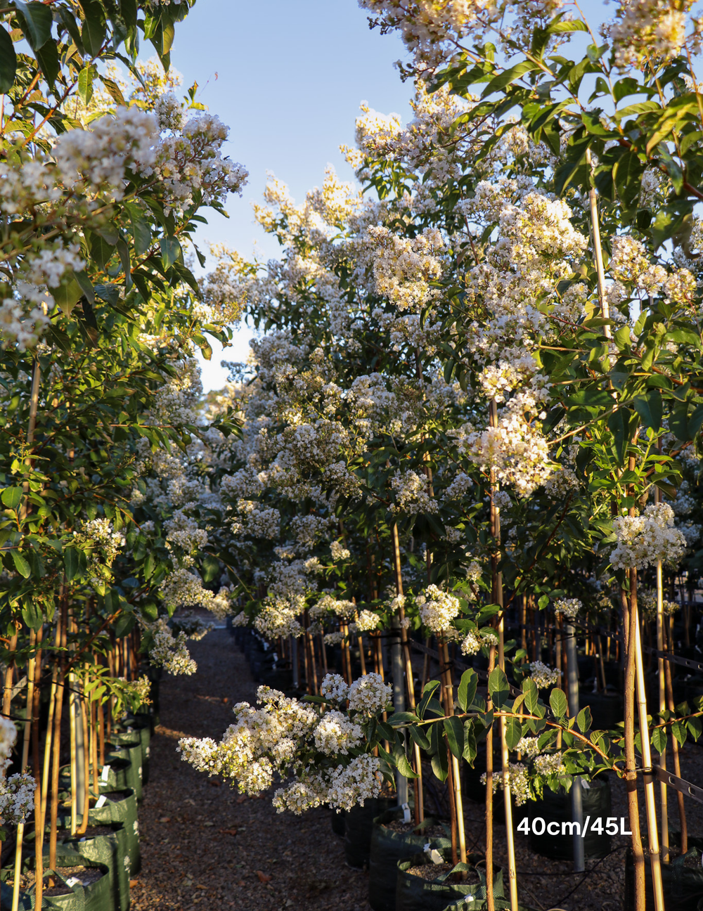 Lagerstroemia indica 'Natchez' - White Crepe Myrtle | Low-Maintenance ...