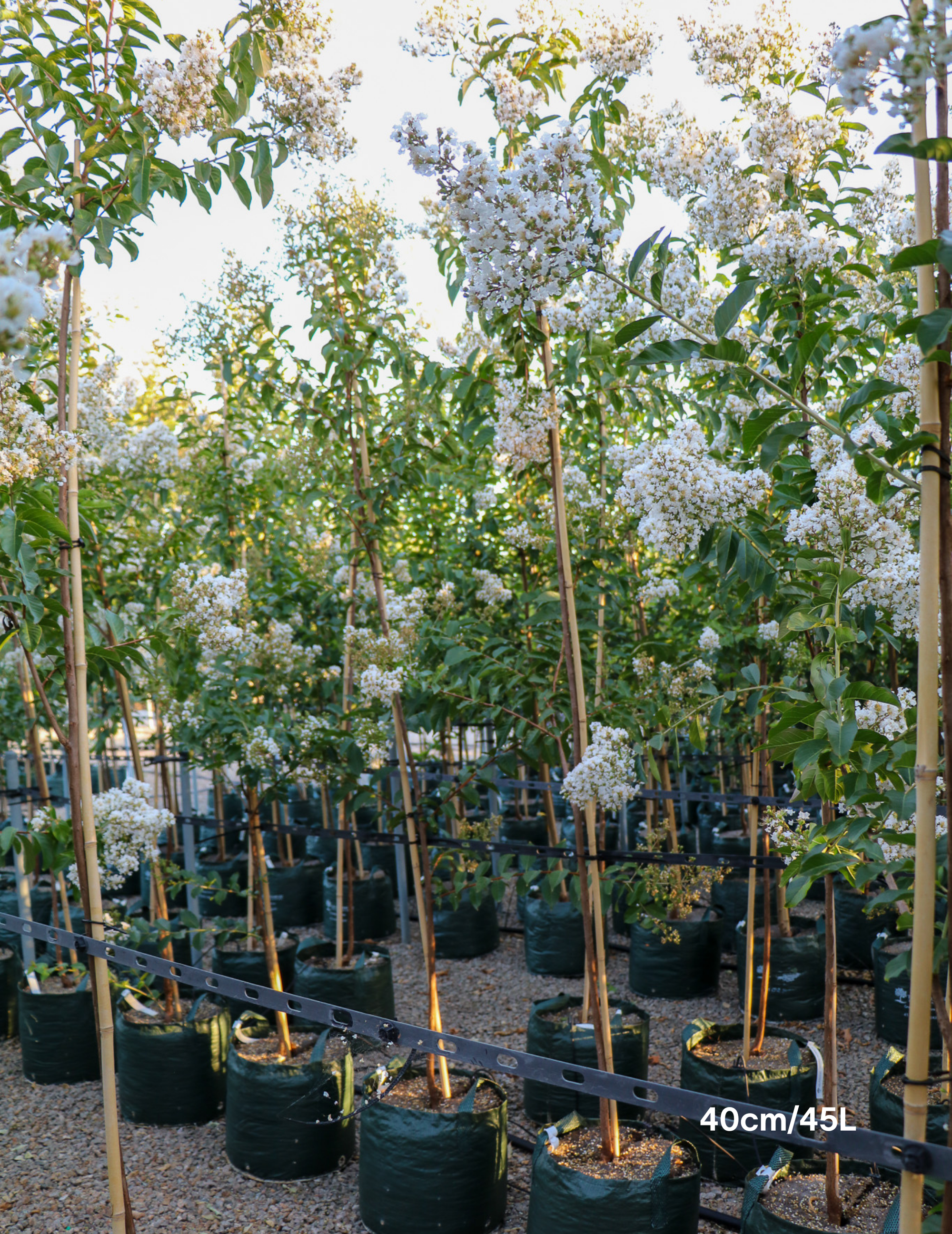 Lagerstroemia indica 'Natchez' - White Crepe Myrtle | Low-Maintenance ...