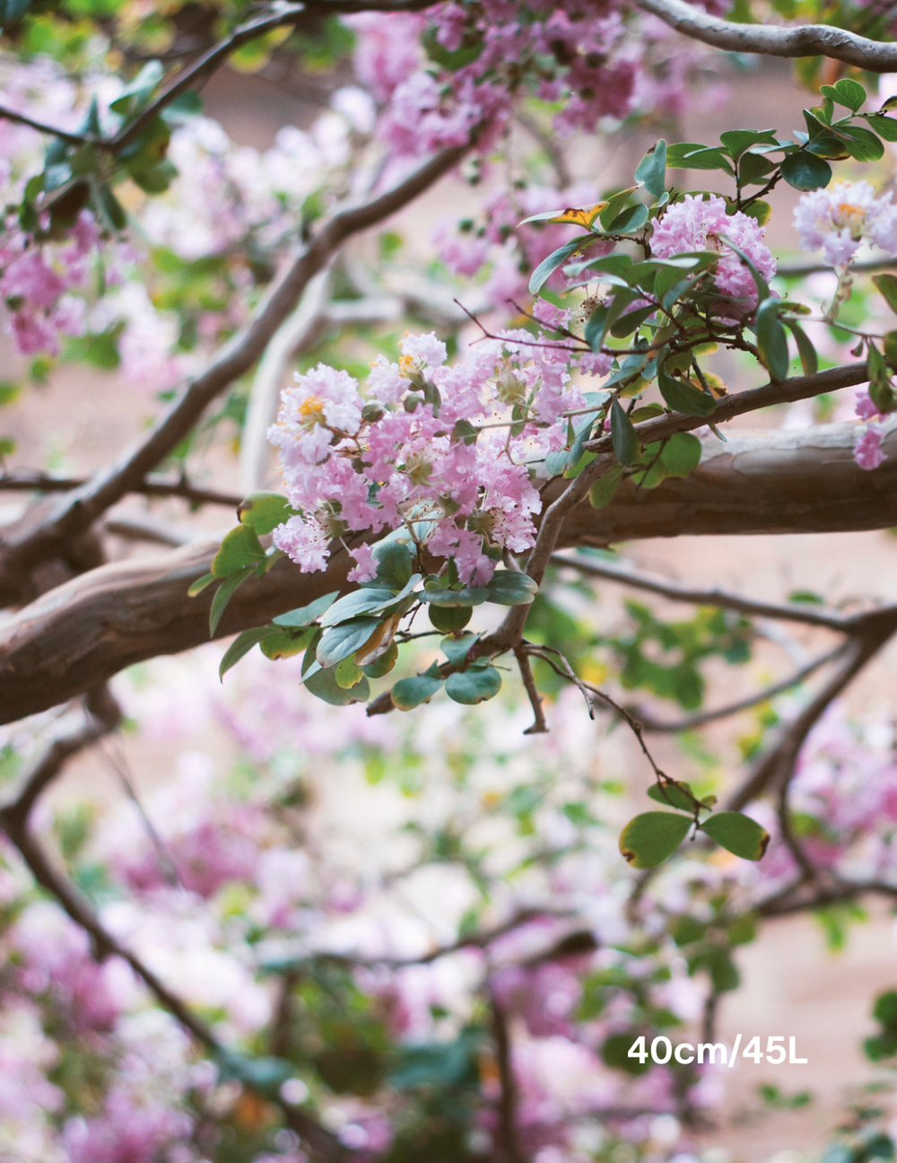 Light Pink Crepe Myrtle - Lagerstroemia indica 'Yuma' - Evergreen Trees ...