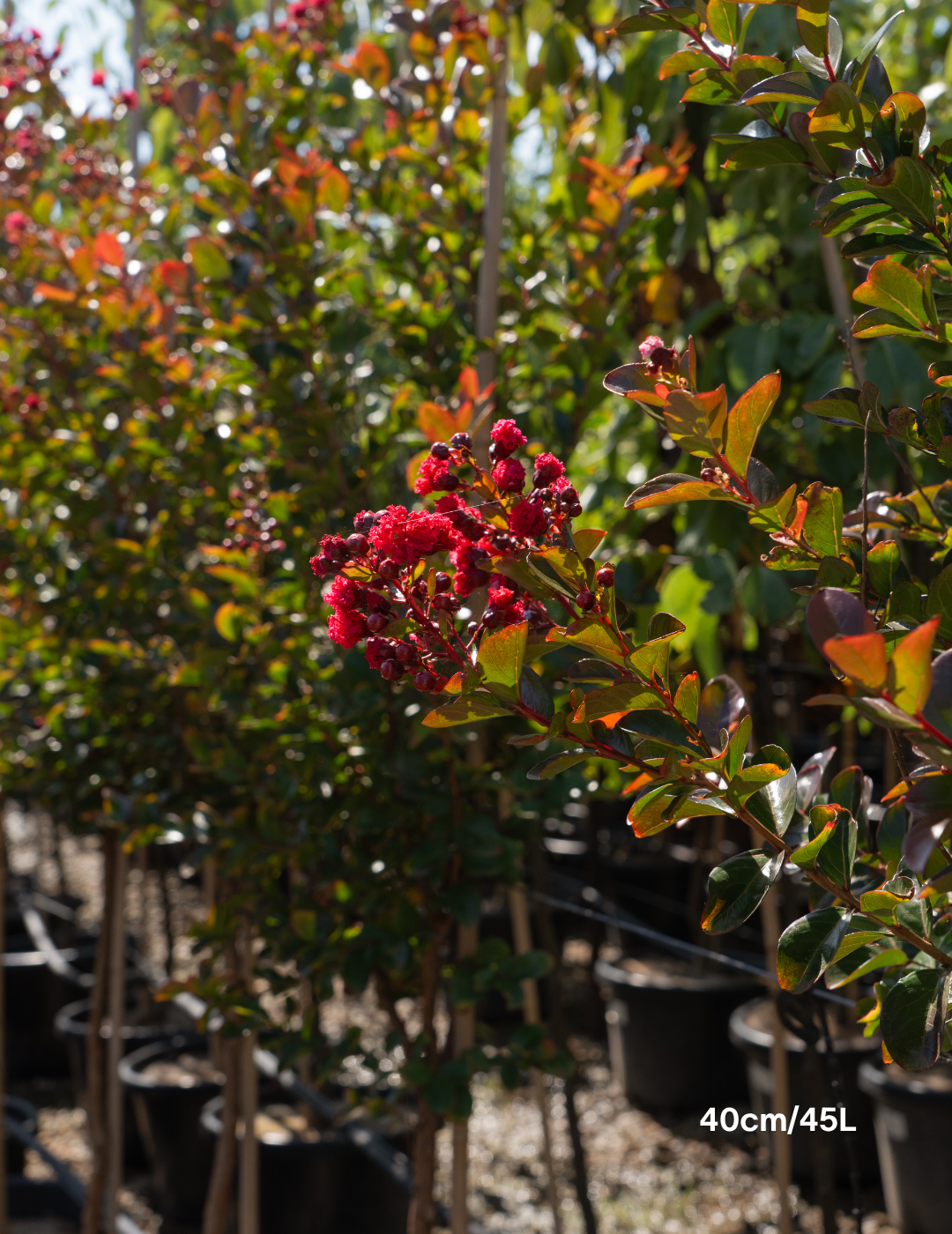 Lagerstroemia ‘Red Magic’ – Red Crepe Myrtle | Summer Flowering Tree