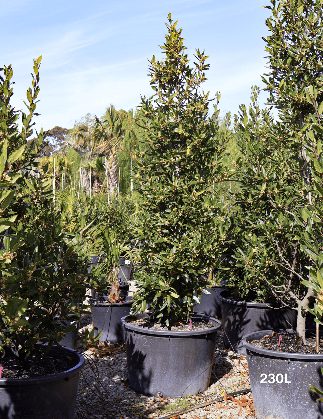 Elaeocarpus Eumundi - Evergreen Trees Direct