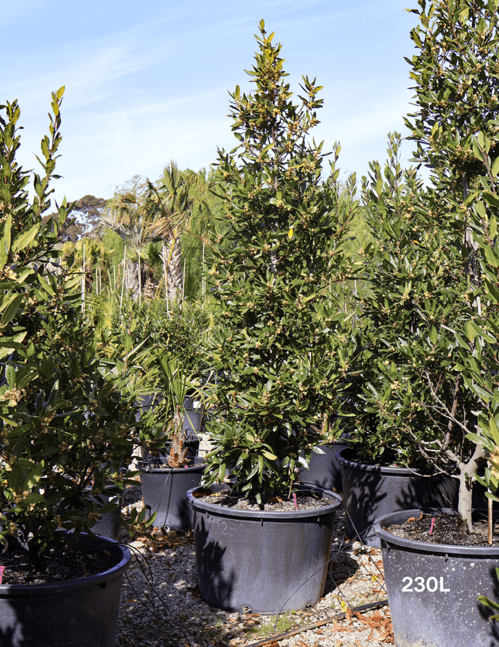 Tristaniopsis laurina 'Luscious' - Watergum - Evergreen Trees Direct