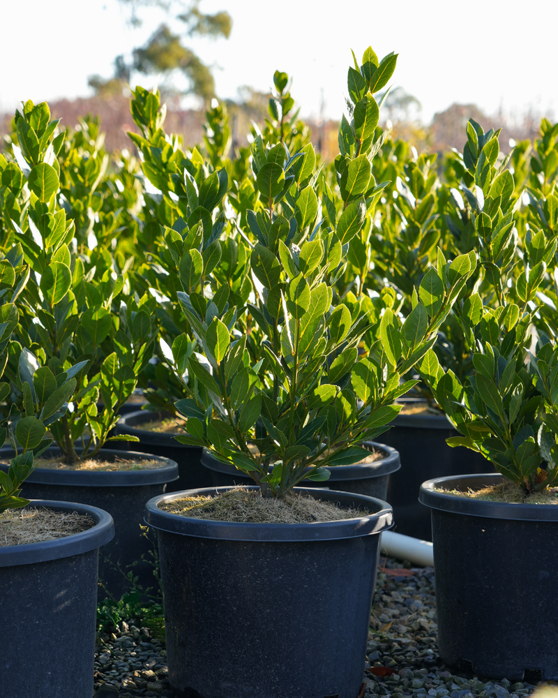 Laurus nobilis 'Baby Bay' - Evergreen Trees Direct - Evergreen Trees Direct