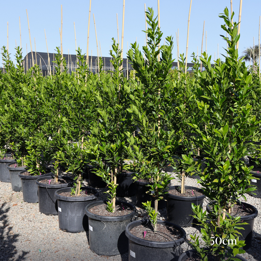 Bay Trees (Bay Laurel) - Evergreen Trees Direct