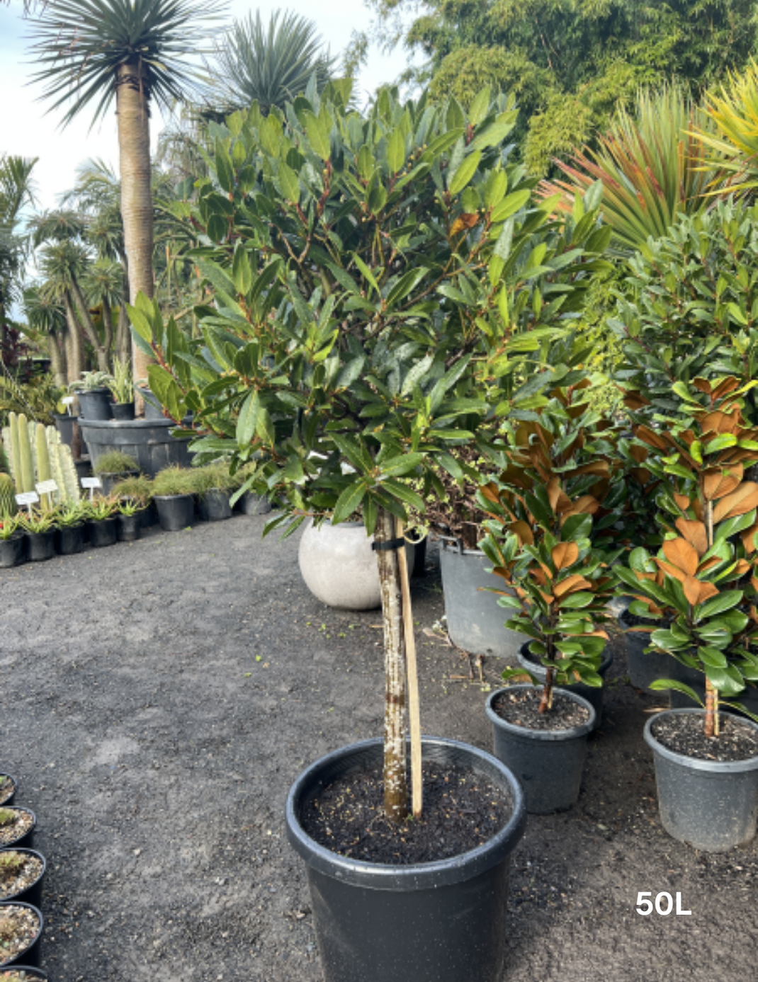 Bay Trees | Evergreen Trees Direct