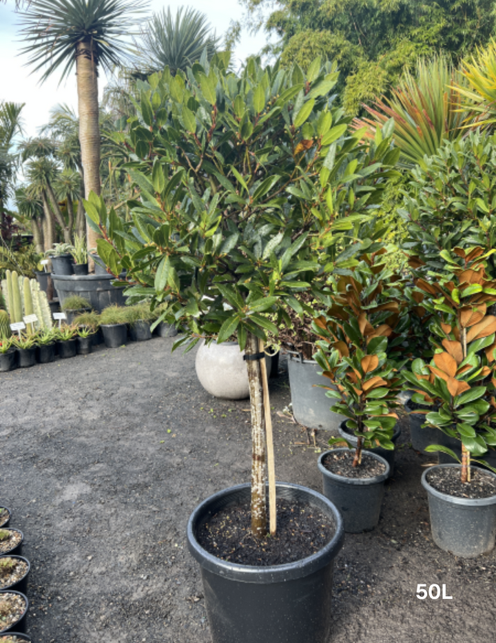 Bay Trees (Bay Laurel) - Evergreen Trees Direct