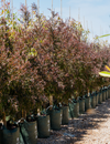 Leptospermum 'Starry Night' Tea Tree | Burgundy Foliage Native ...