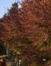 Leptospermum 'Starry Night' Tea Tree | Burgundy Foliage Native ...