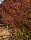 Leptospermum 'Starry Night' Tea Tree | Burgundy Foliage Native ...