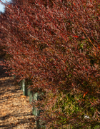 Leptospermum 'Starry Night' Tea Tree | Burgundy Foliage Native ...