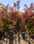 Leptospermum 'Starry Night' Tea Tree | Burgundy Foliage Native ...