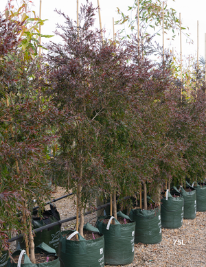 Leptospermum 'Starry Night' Tea Tree | Burgundy Foliage Native ...