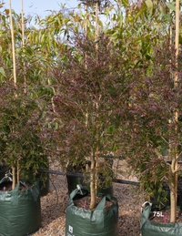 Leptospermum 'Starry Night' Tea Tree | Burgundy Foliage Native ...