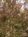 Leptospermum 'Starry Night' Tea Tree | Burgundy Foliage Native ...