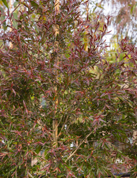 Leptospermum 'Starry Night' Tea Tree | Burgundy Foliage Native ...
