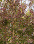 Leptospermum 'Starry Night' Tea Tree | Burgundy Foliage Native ...