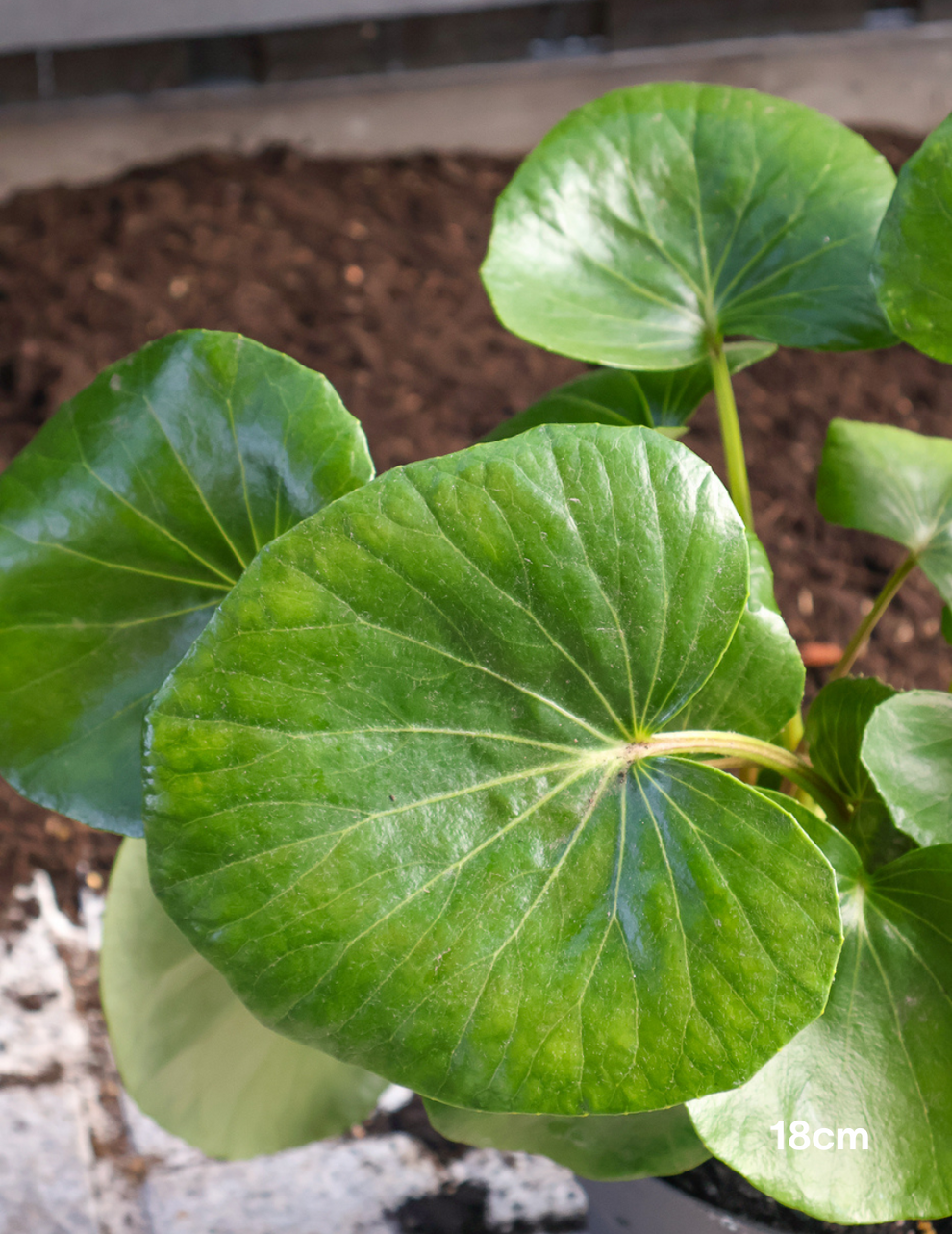 Liguleria Reniformis (Tractor Seat Plants) - Evergreen Trees Direct