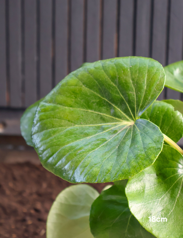 Liguleria Reniformis (Tractor Seat Plants) - Evergreen Trees Direct