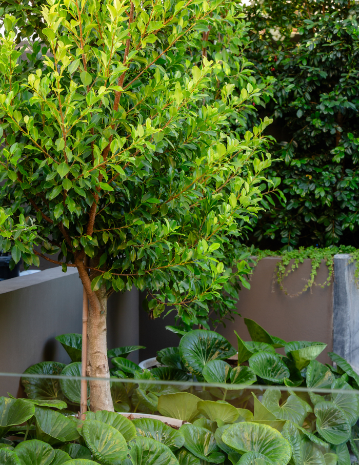 Liguleria Reniformis (Tractor Seat Plants) - Evergreen Trees Direct