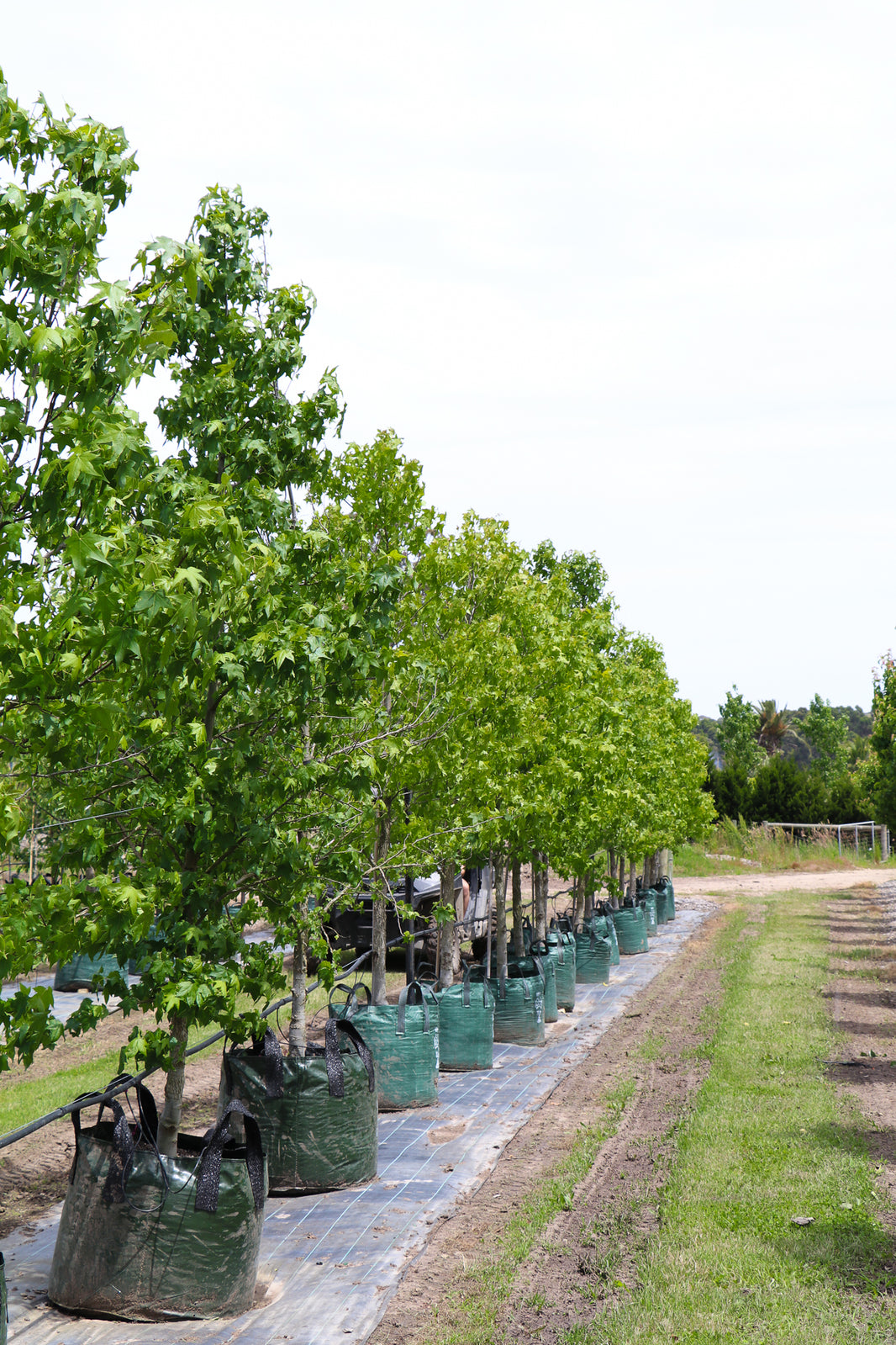 Super Advanced Trees - Evergreen Trees Direct