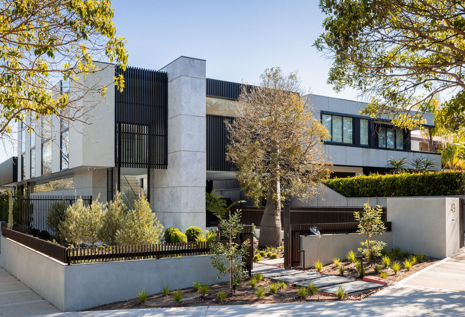 Banksia integrifolia 'Sentinel' - Evergreen Trees Direct
