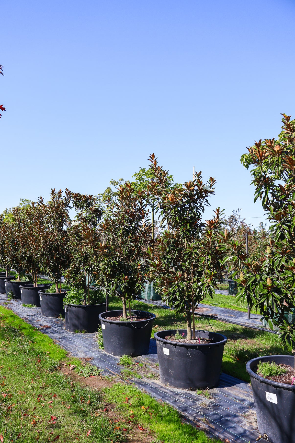 Magnolia grandiflora 'Alta' - Evergreen Trees Direct