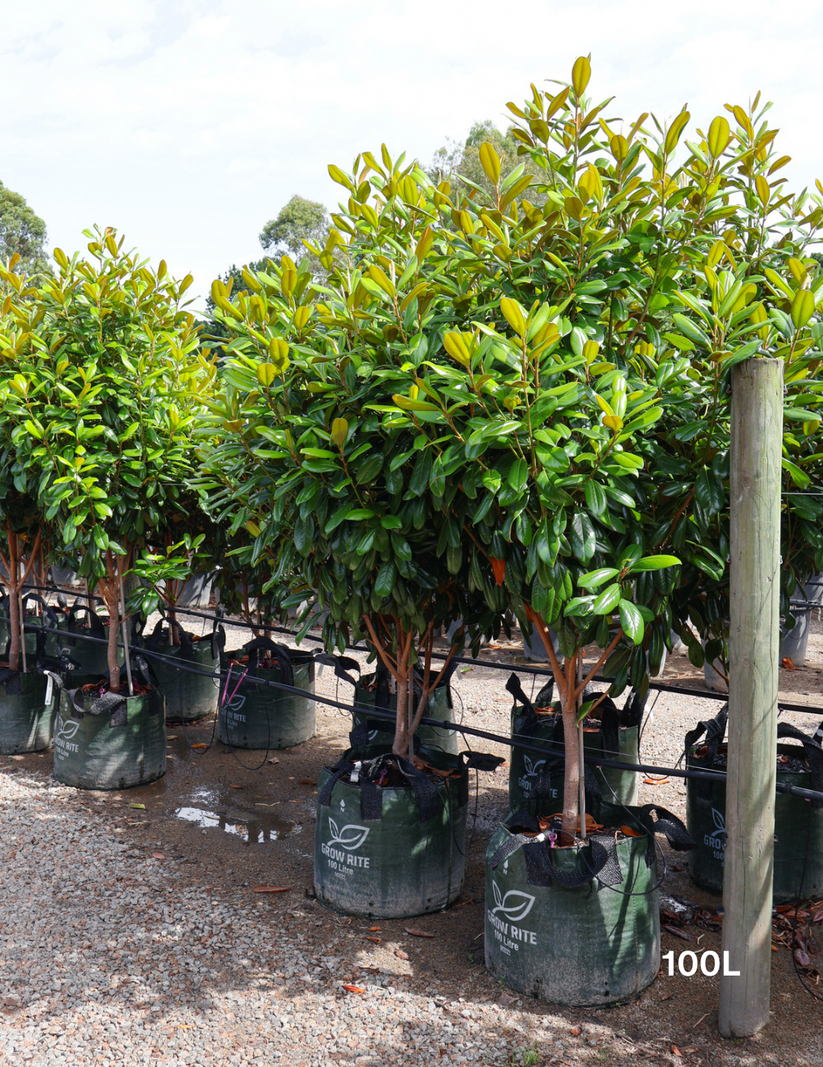 Magnolia grandiflora 'Greenback' - Evergreen Trees Direct