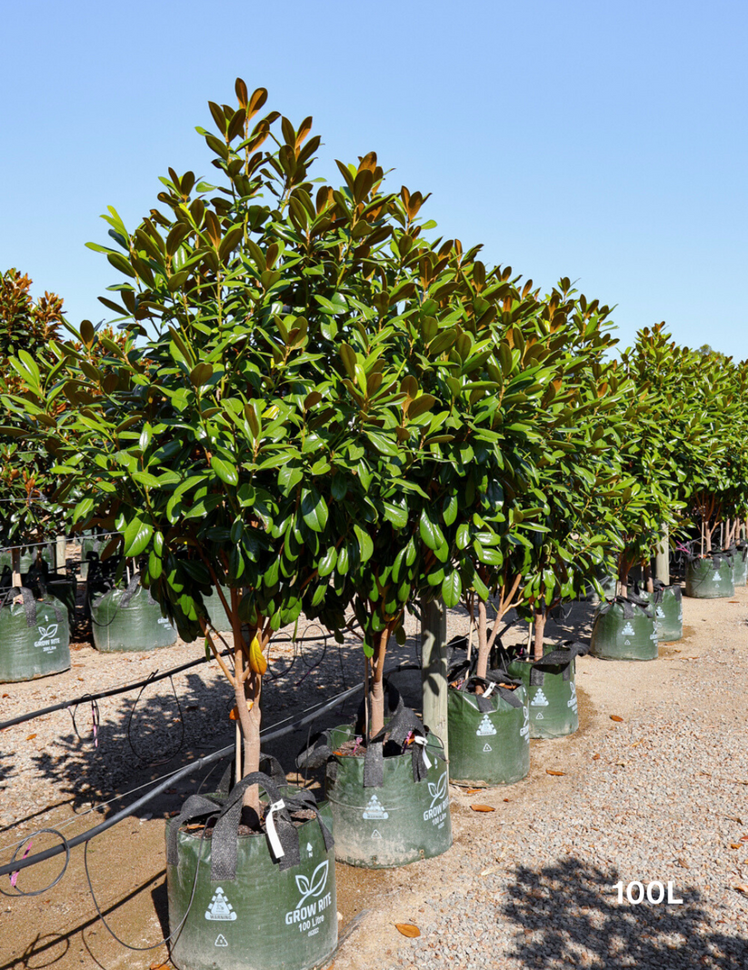 Magnolia grandiflora 'Greenback' - Evergreen Trees Direct
