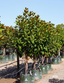 Magnolia grandiflora 'Greenback' | Evergreen Trees Direct