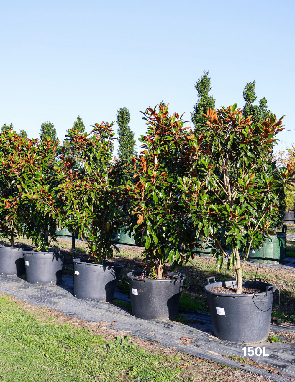 The Ultimate Guide to Planting and Caring for Magnolia Trees