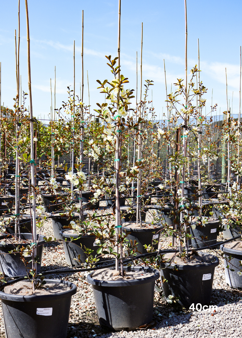 Magnolia Scented Pearl - Evergreen Trees Direct