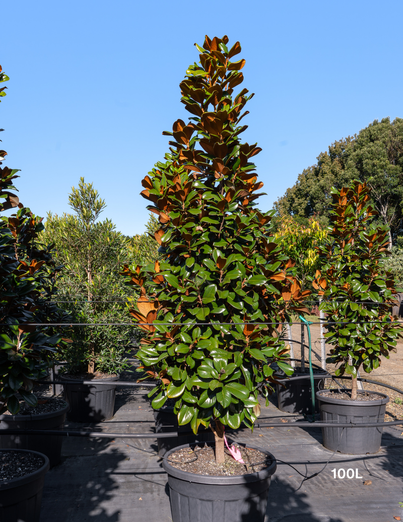 Magnolia Grandiflora 'Teddy Bear' - Evergreen Trees Direct