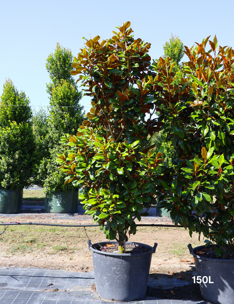 Magnolia Grandiflora 'Teddy Bear' - Evergreen Trees Direct
