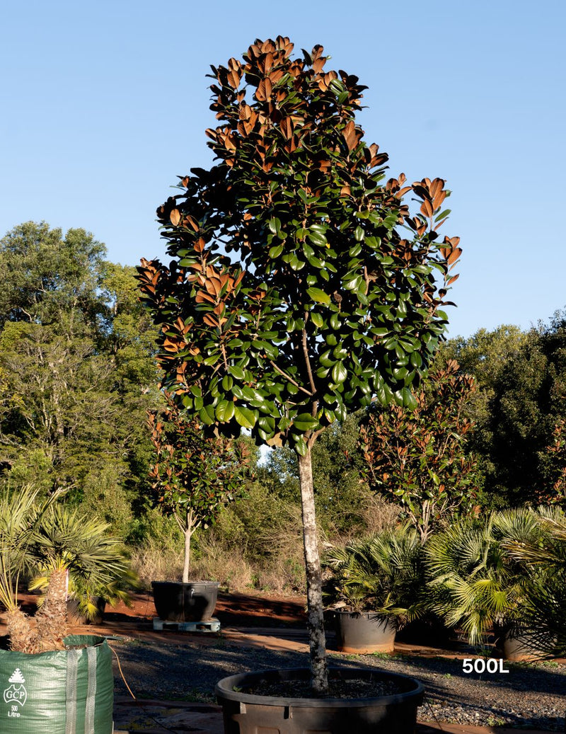 Magnolia Grandiflora 'Teddy Bear' - Evergreen Trees Direct