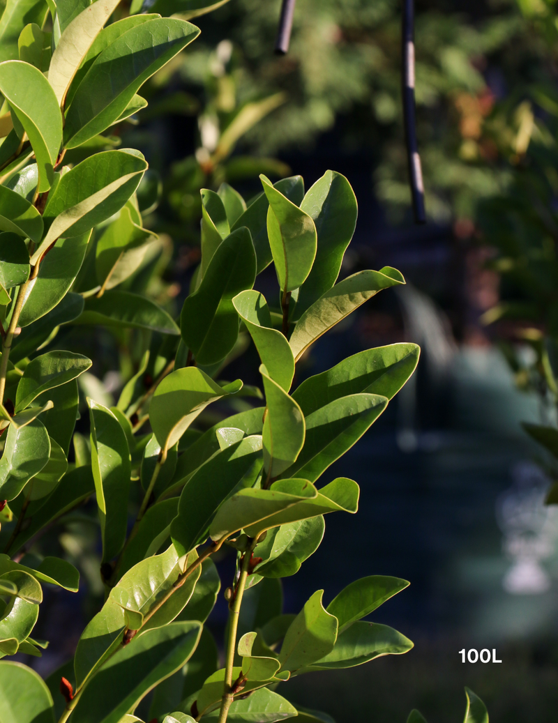 White Caviar Magnolia – Fragrant Hybrid Tree | Evergreen Trees