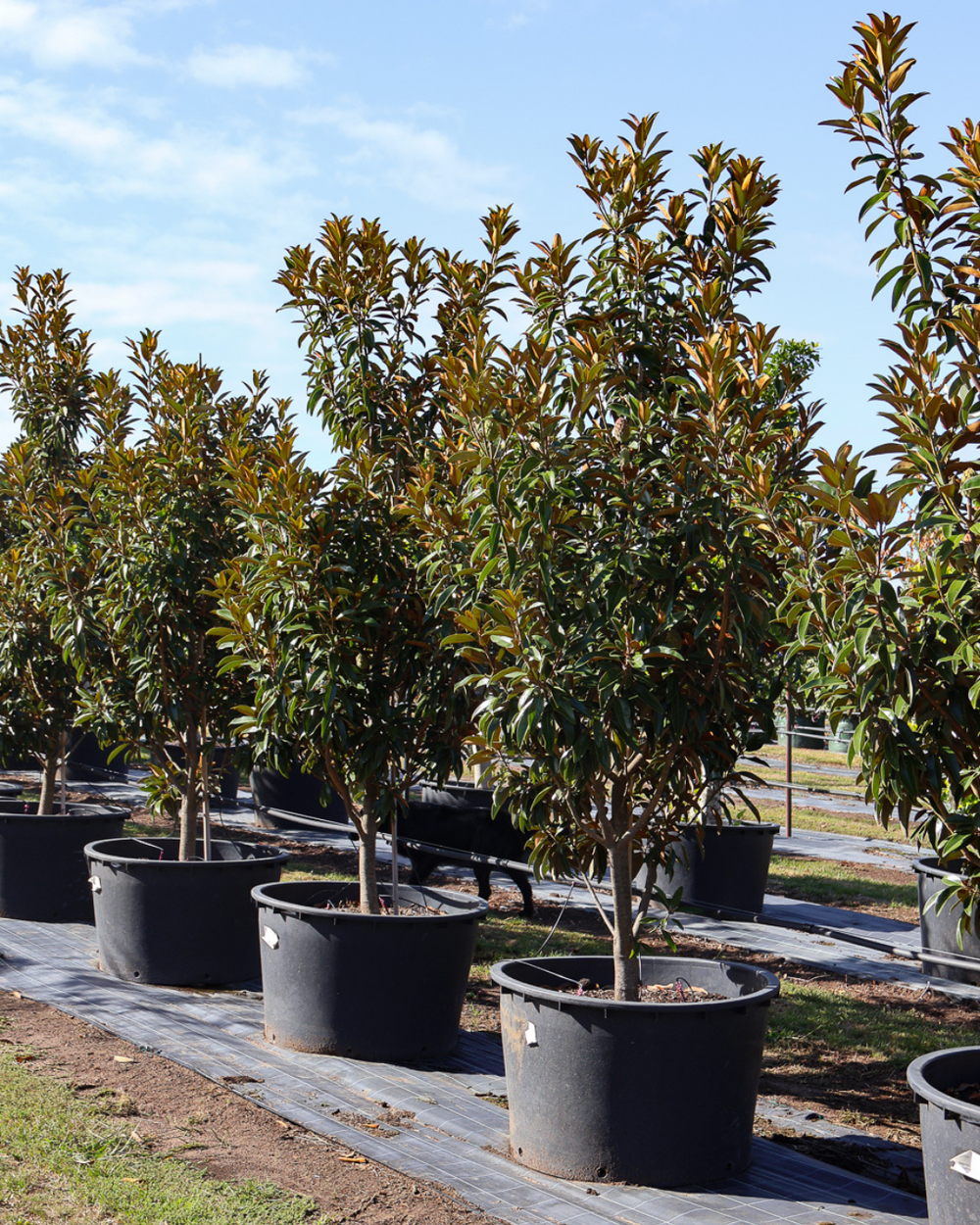 Magnolia grandiflora 'Alta' - Evergreen Trees Direct - Evergreen Trees ...