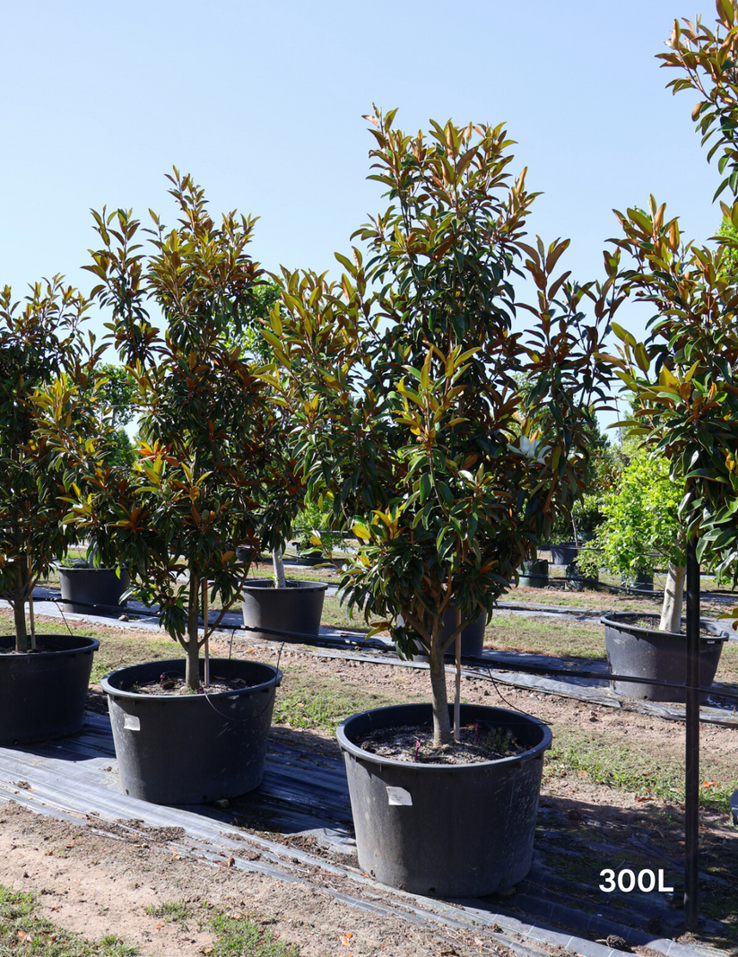 Magnolia grandiflora 'Alta' - Evergreen Trees Direct