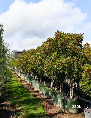 Magnolias Trees for Sale - Evergreen Trees Direct