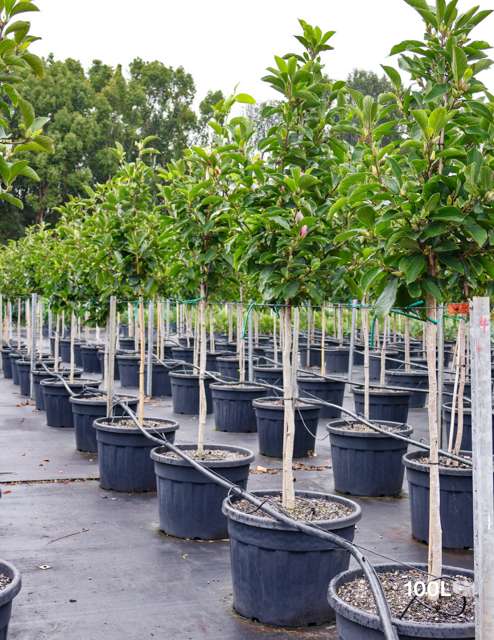 9 Best Feature Tree Options to Transform Your Garden - Evergreen Trees ...