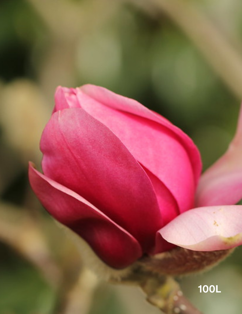 Magnolia x soulangeana 'Vulcan' - Evergreen Trees Direct