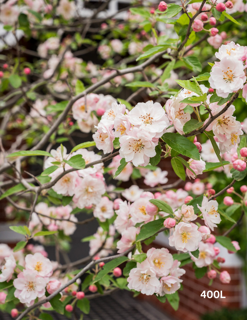 Malus ioensis 'Plena' – Double-Flowered Crab Apple