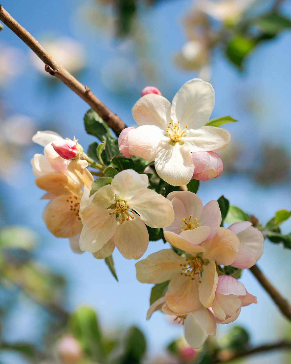 Malus spectabilis 'Plena' - Evergreen Trees Direct