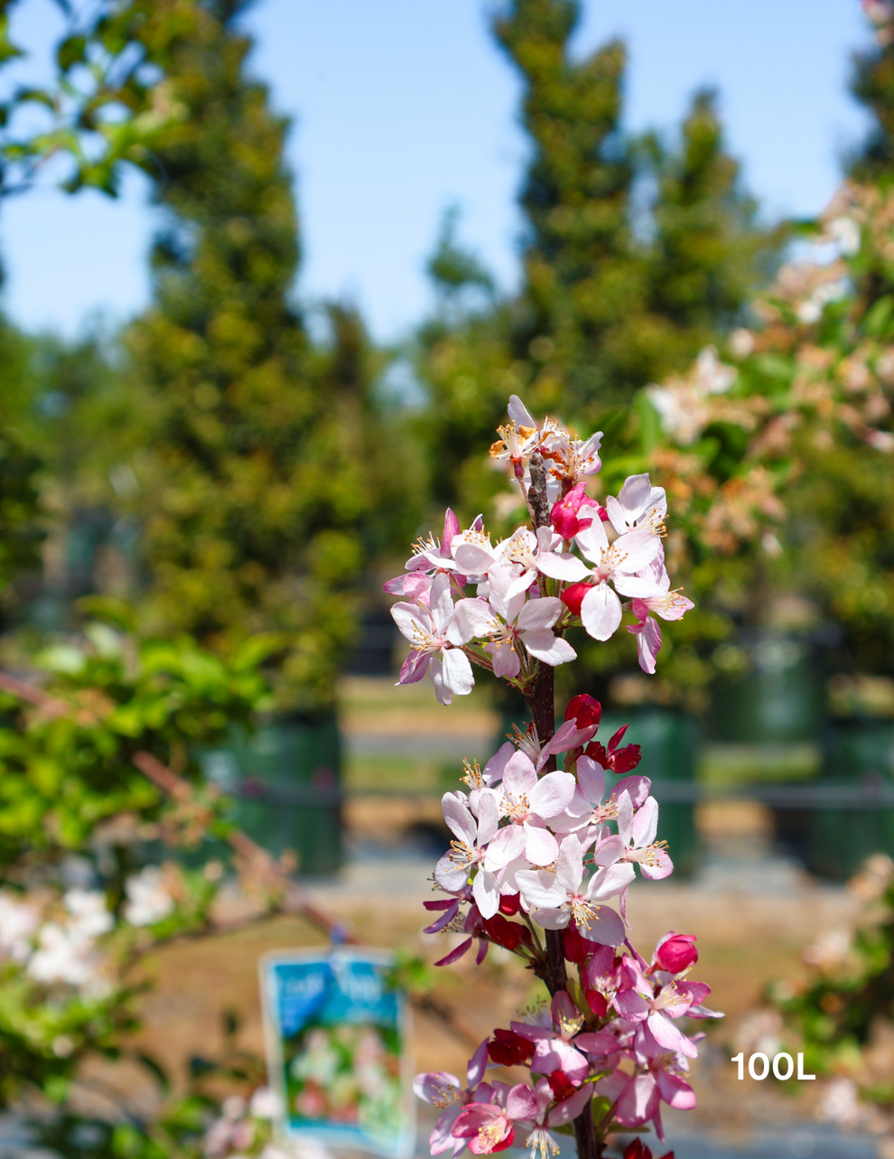 Malus spectabilis 'Plena'