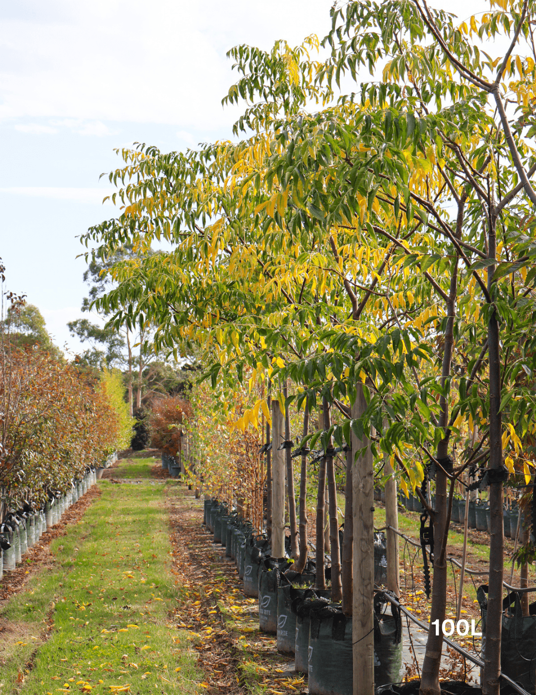 Melia azedarach 'Elite' - Evergreen Trees Direct