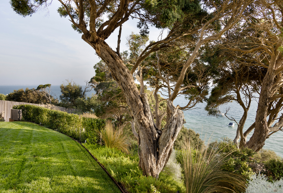 Banksia integrifolia 'Sentinel' - Evergreen Trees Direct
