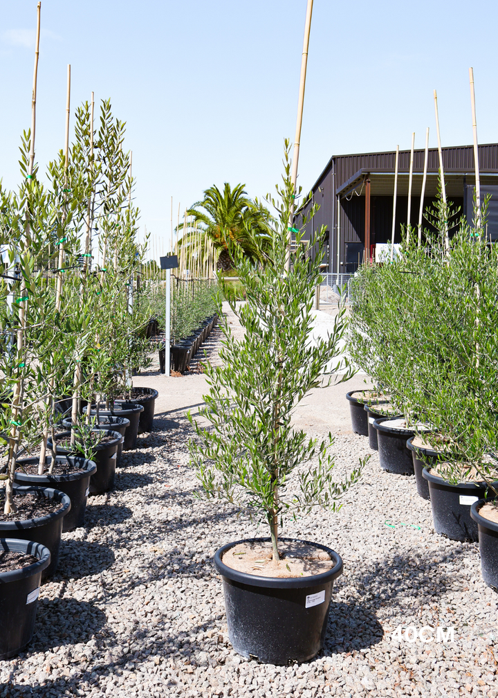 Mediterranean Trees for Sale - Evergreen Trees Direct
